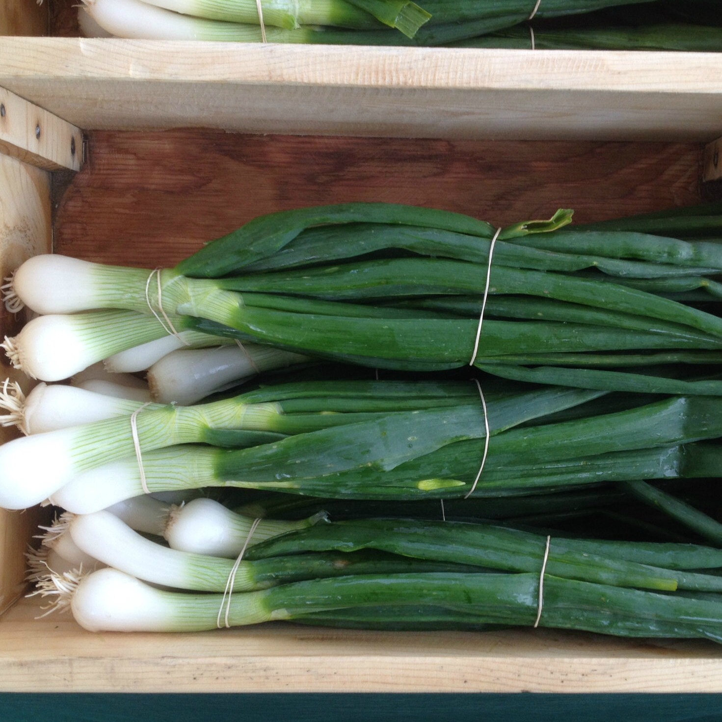 scallions – pitchfork & crow