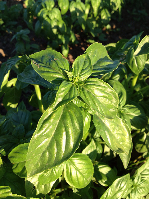 basil – pitchfork & crow