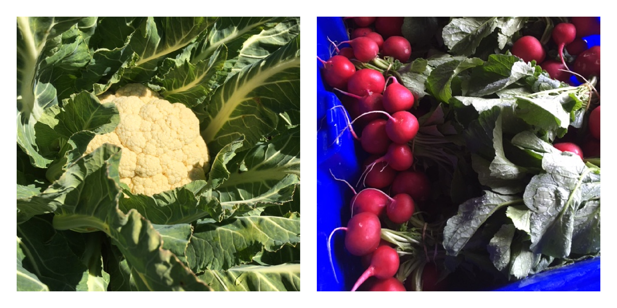 spring-crops1 – pitchfork & crow