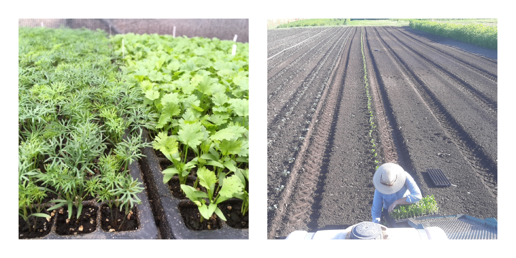 planting1 – pitchfork & crow