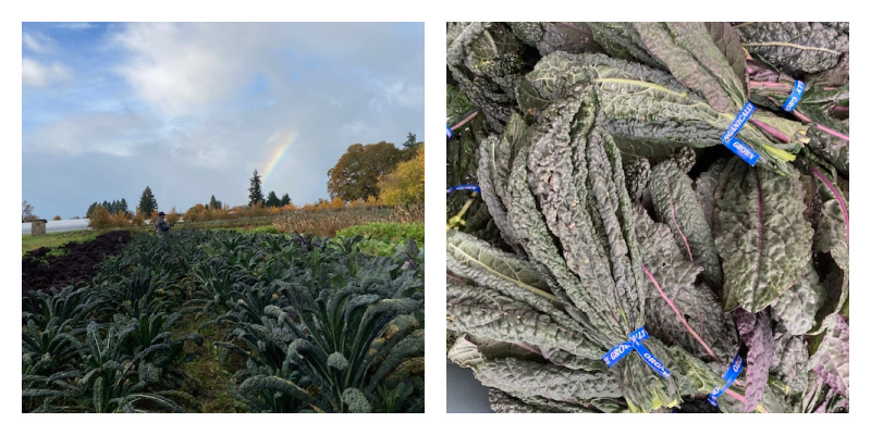 lacinato-rainbow – pitchfork & crow